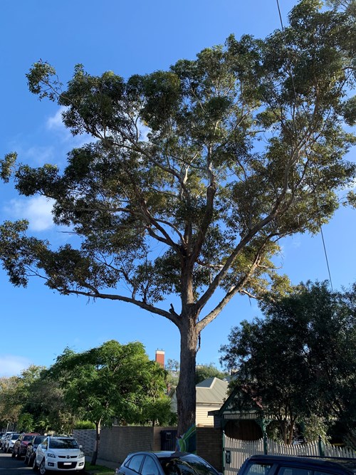 116/CTR/2021 - Graceburn Avenue | Glen Eira City Council