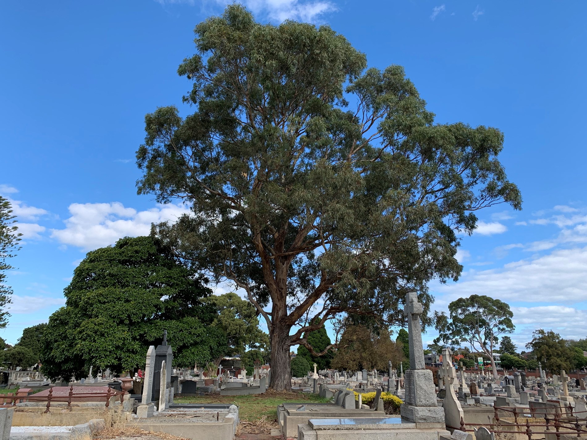 31/CTR/2020 - Brighton Cemetery 2 | Glen Eira City Council