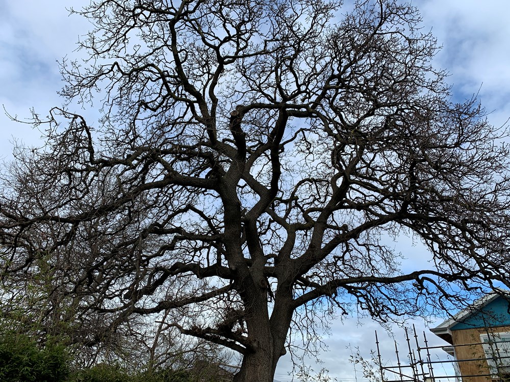 68/CTR/2020 - Raynes Street | Glen Eira City Council