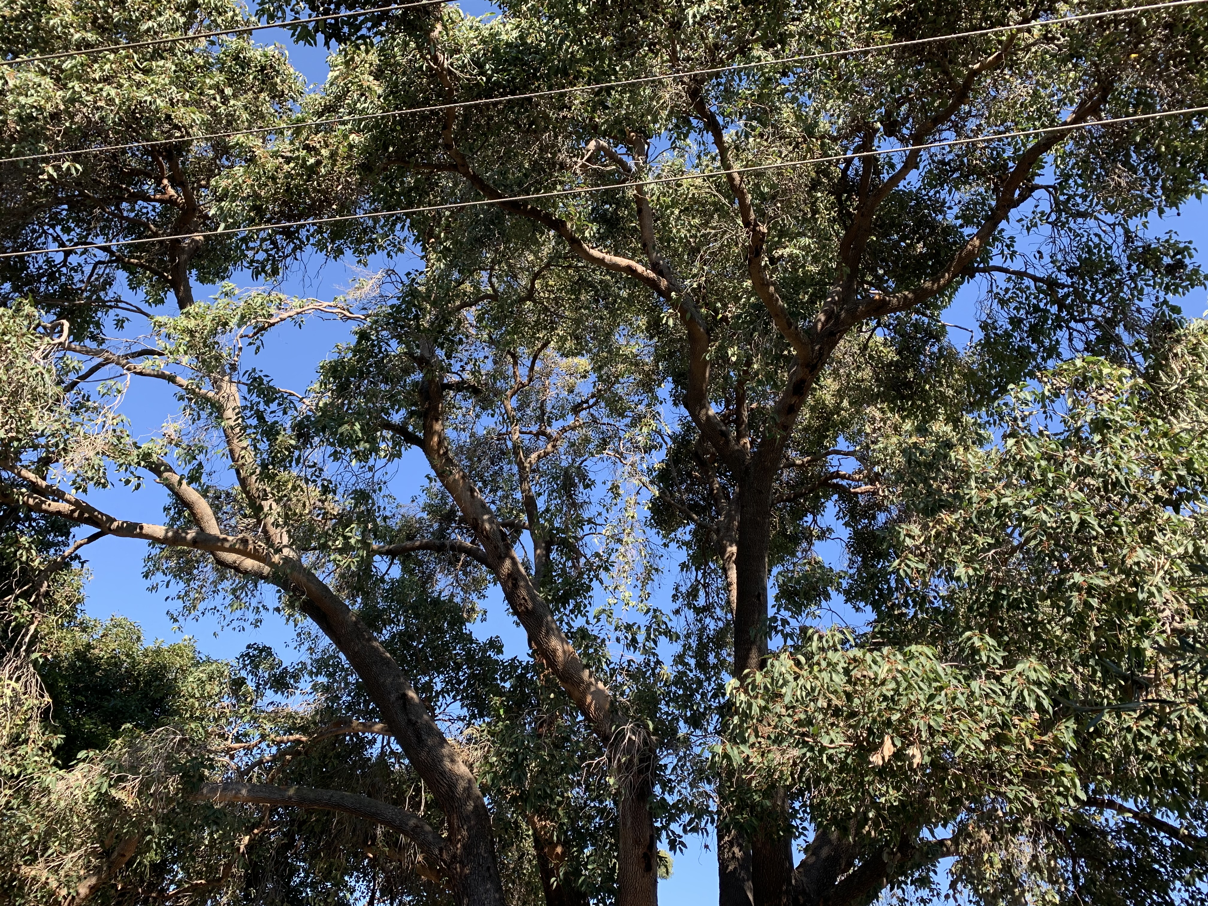 20/CTR/2020 - Denver Crescent | Glen Eira City Council