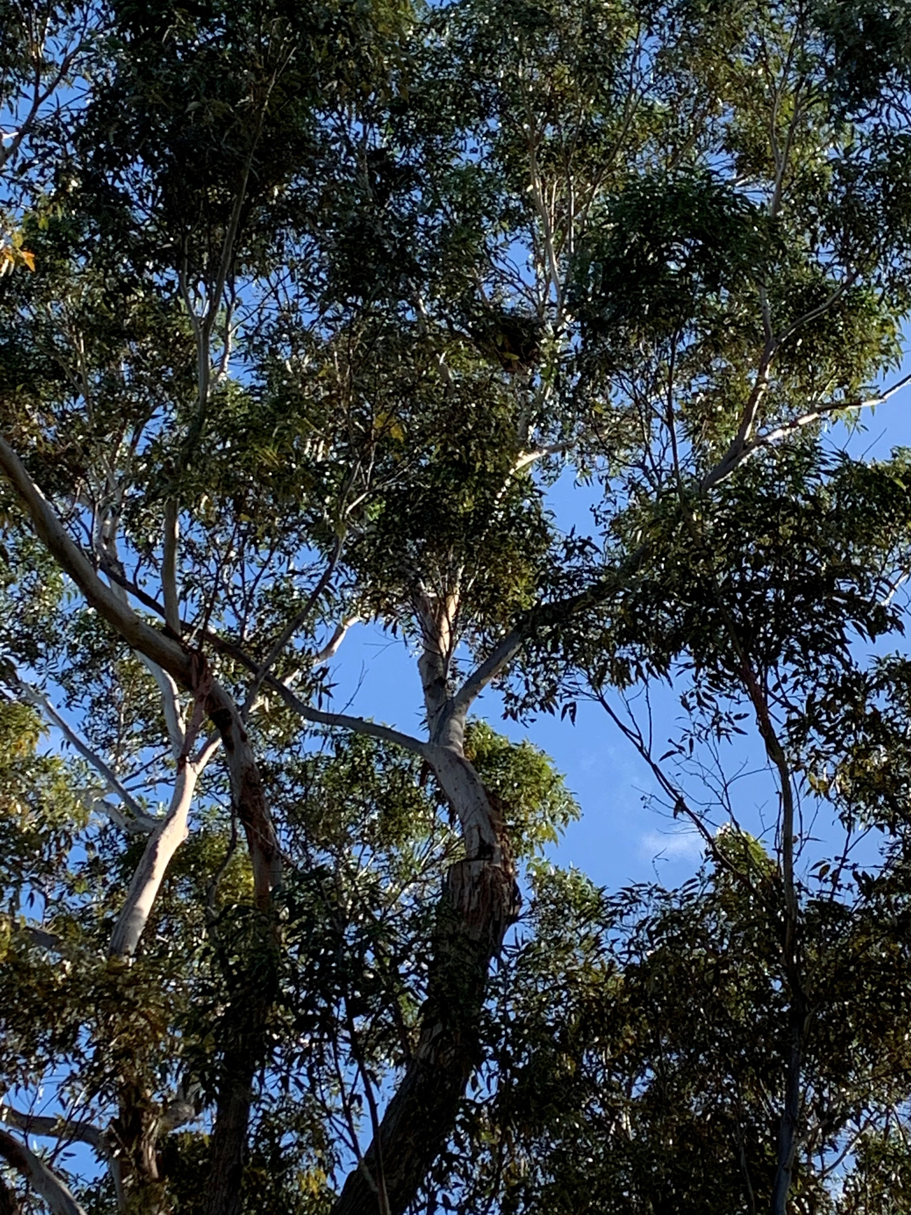 116/CTR/2021 - Graceburn Avenue | Glen Eira City Council