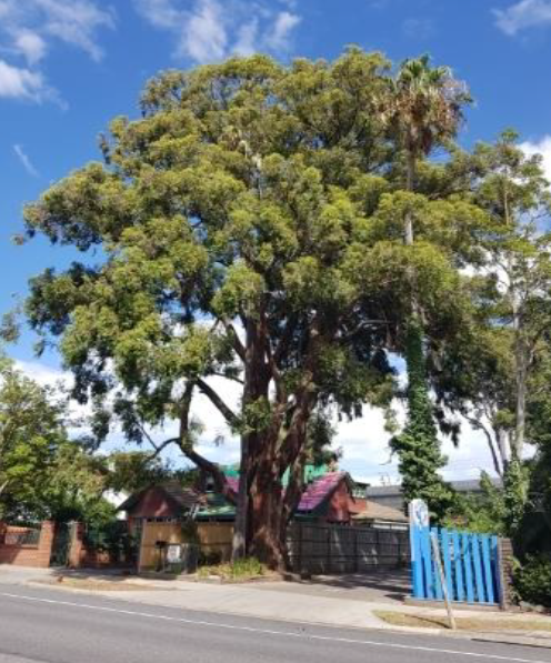 Find a tree | Glen Eira City Council