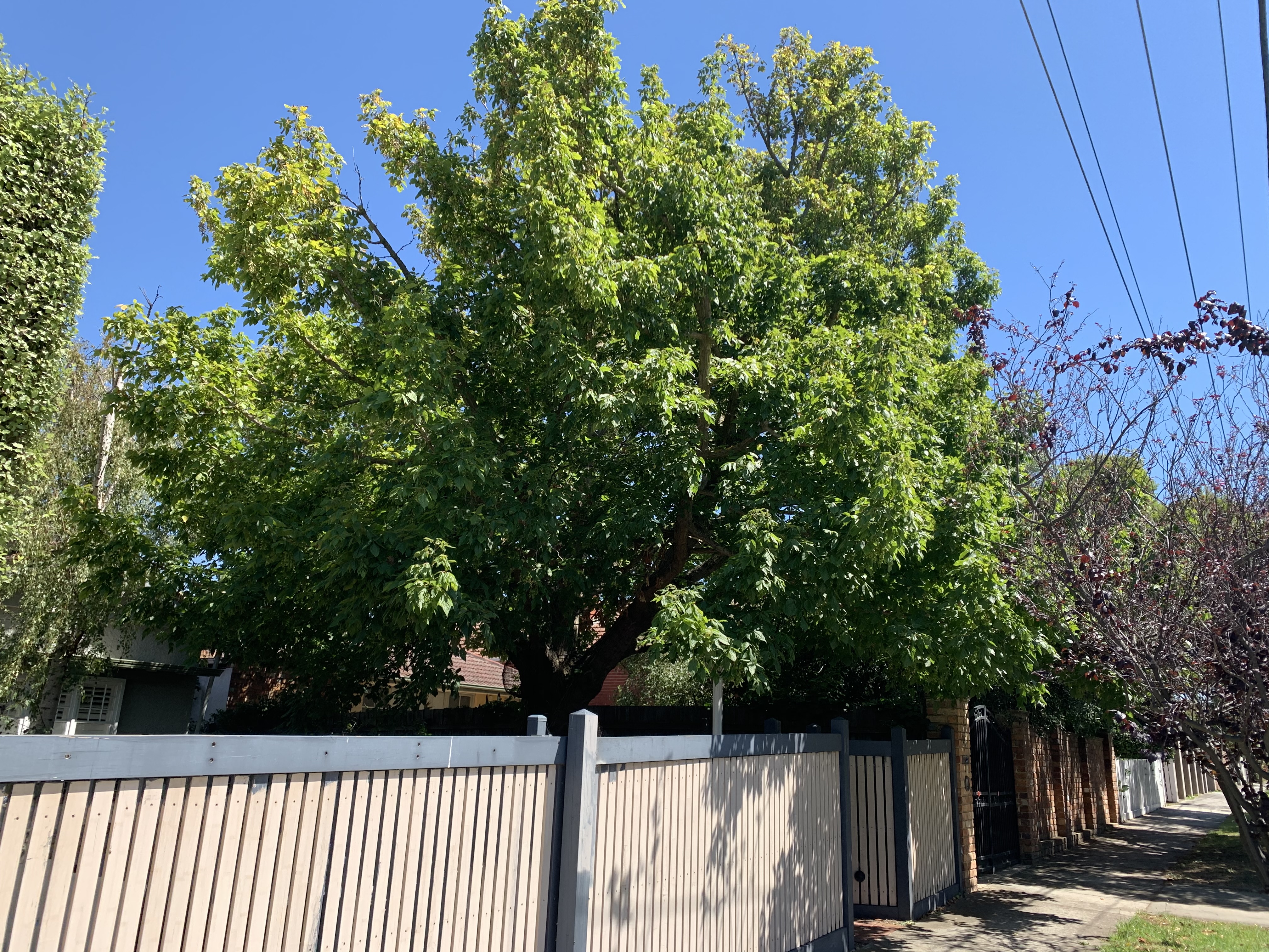158/CTR/2021 - Magnolia Road | Glen Eira City Council