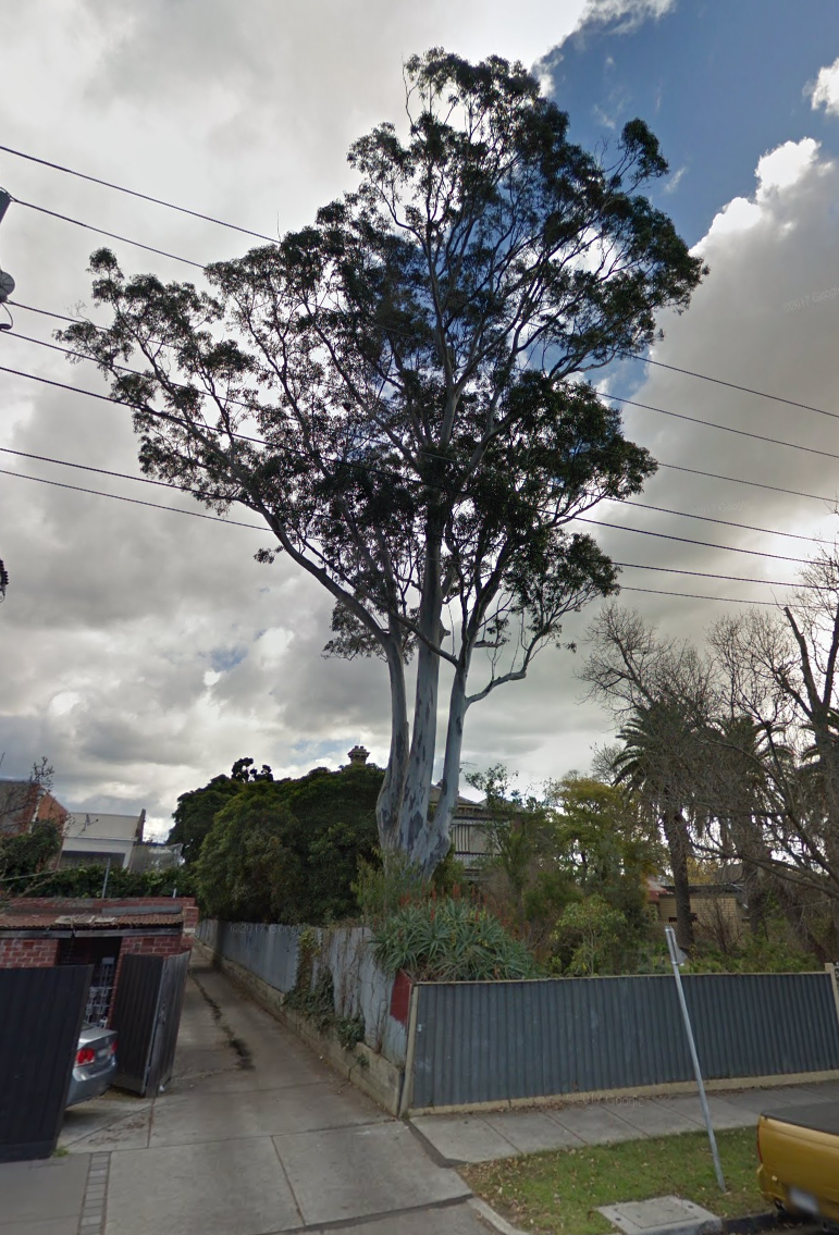 Find a tree | Glen Eira City Council