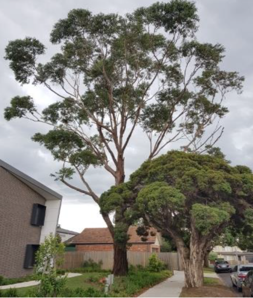 Find a tree | Glen Eira City Council