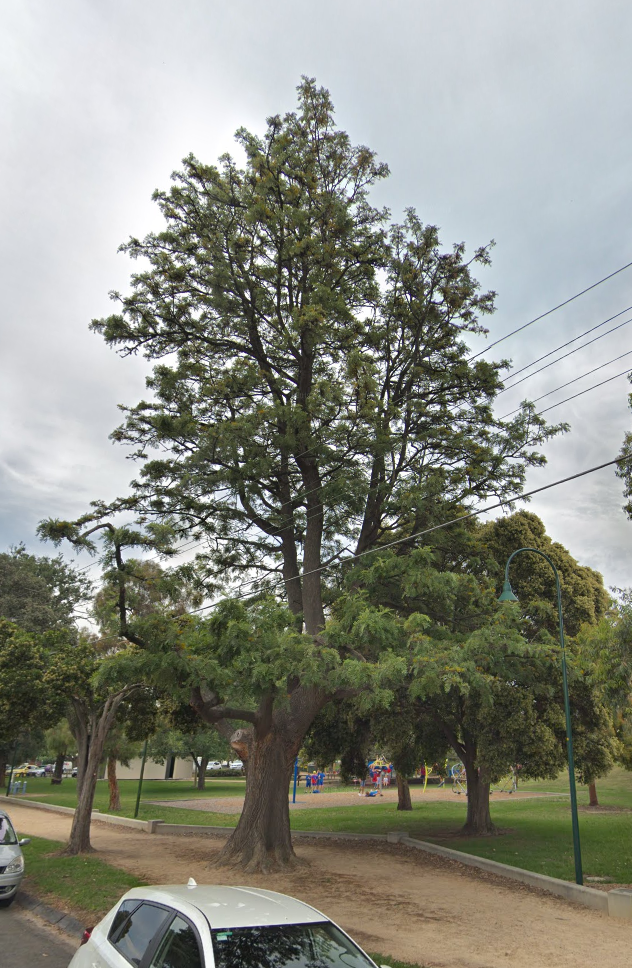 Classified Tree Register | Glen Eira City Council