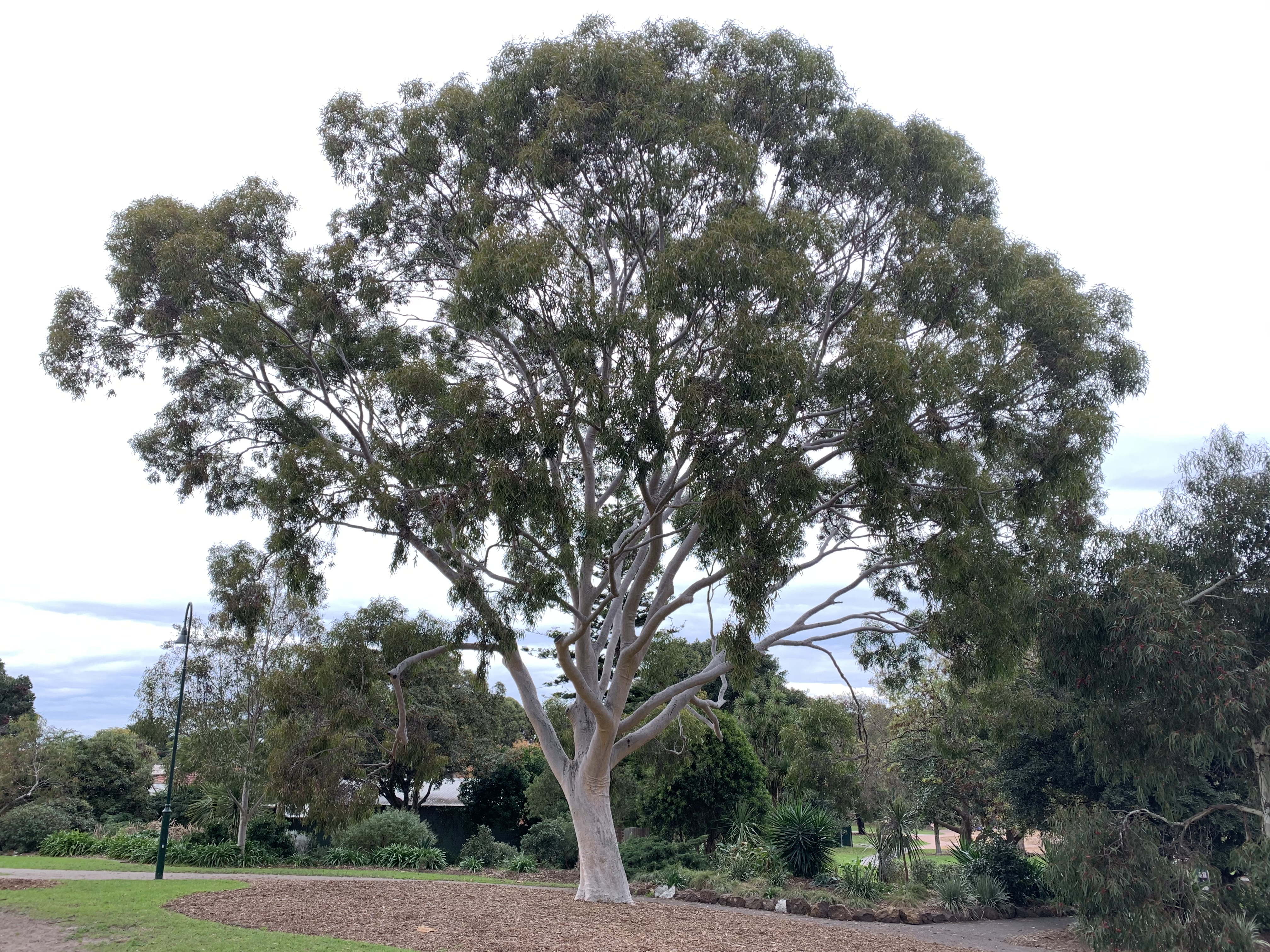 239/CTR/2021 - Allnut Park | Glen Eira City Council