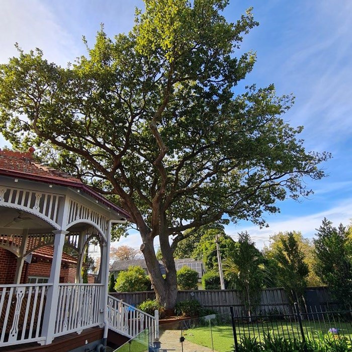 Inclusion of trees in the Classified Tree Register (1) | Glen Eira City ...