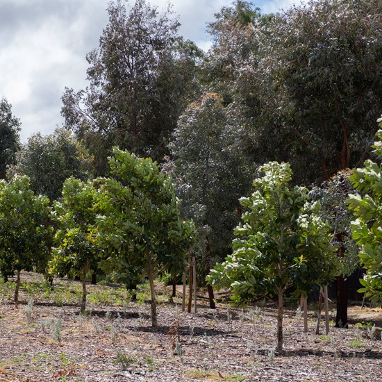 Tree Cities of the World | Glen Eira City Council
