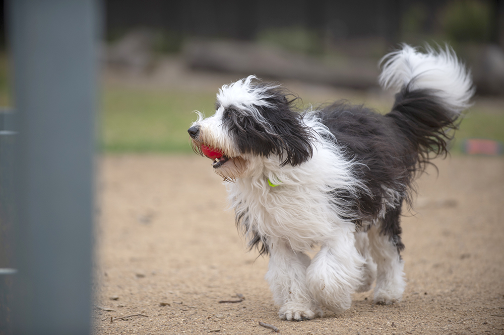 Public Notice Domestic Animals Act 150824 | Glen Eira City Council