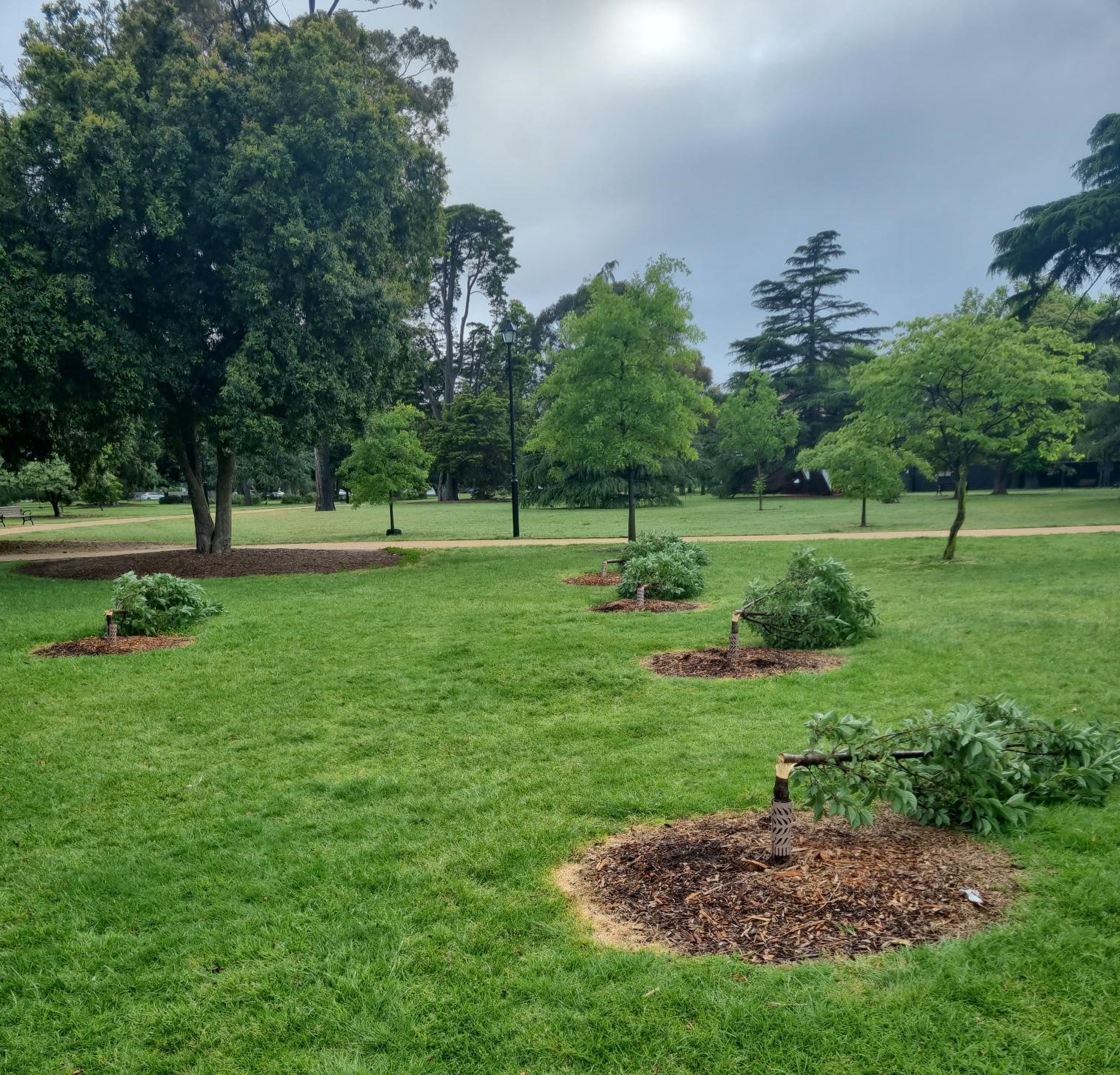 Tree vandalism across Glen Eira | Glen Eira City Council