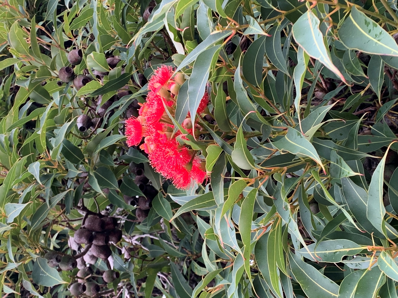 466/CTR/2022 Fallon Street | Glen Eira City Council